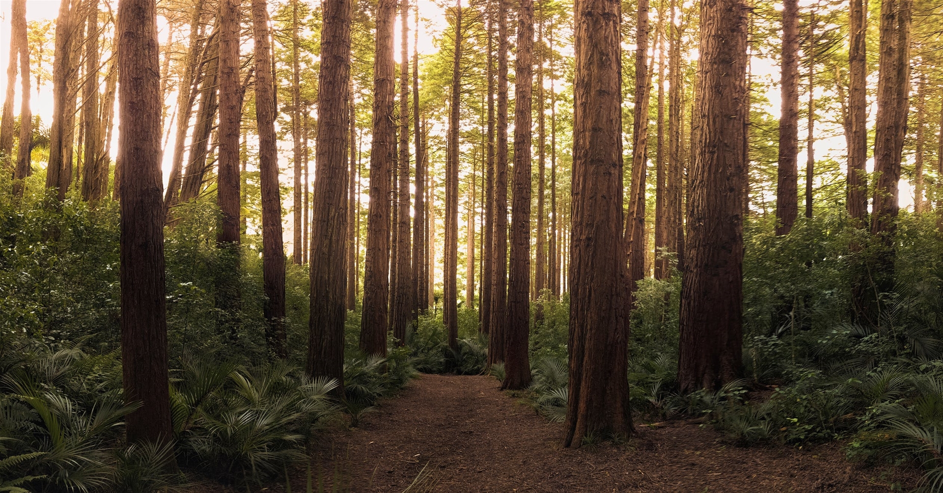 Local Area Guide | Forest Creek Rentals